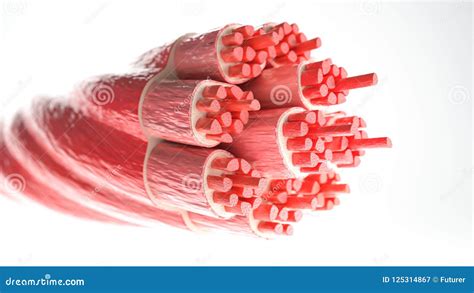 Muscle Fiber Structure And Inner Parts Anatomical Description Outline