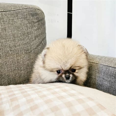 삐졌다삐졌어 🤣 세이블포메라니안 강아지 포메라이안 비숑 말티즈 푸들 가정견 분양