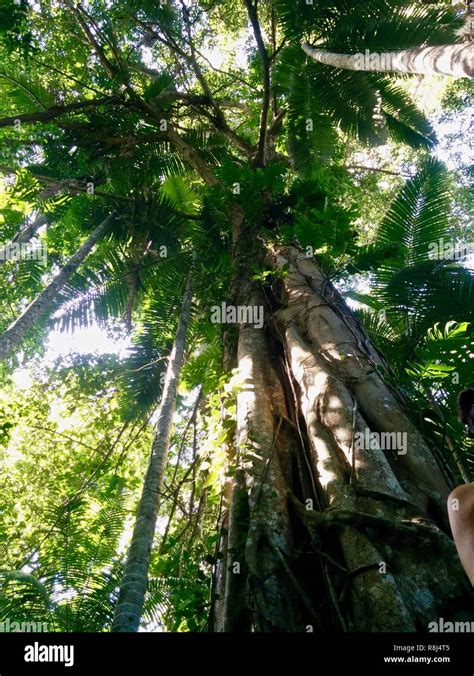 Vines Tree Canopy Trees Hi Res Stock Photography And Images Alamy
