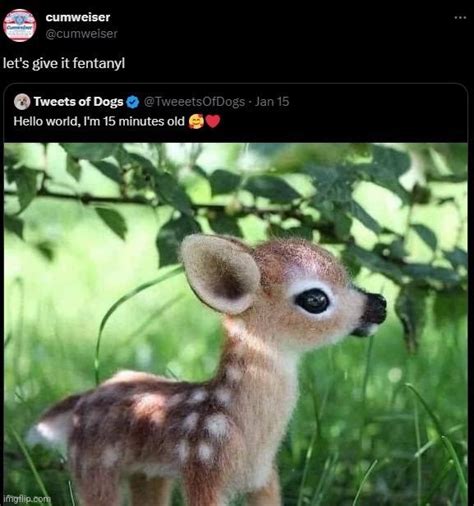 Femtanyl Imgflip