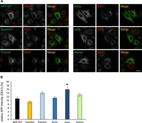 Colocalization Of App Wt And App Fad Mutants In Early Endosomes A Hela Download Scientific