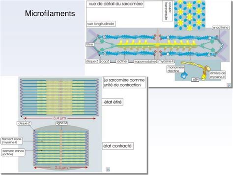 Ppt Biologie Cellulaire Powerpoint Presentation Free Download Id