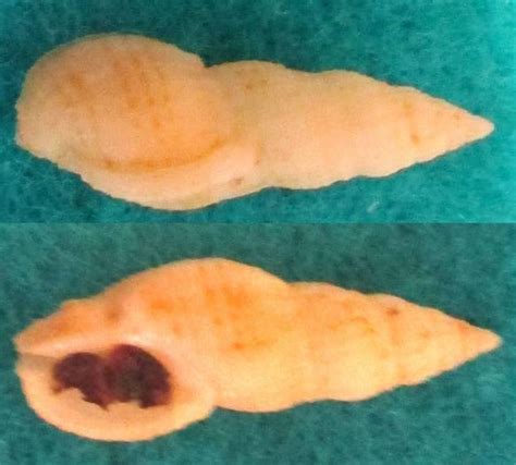 Maculotriton Seriale 3255591