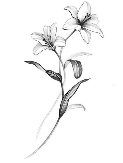Elegant Lily Sketch Flower Line Drawings Realistic Flower Drawing
