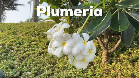 Plumeria Youtube
