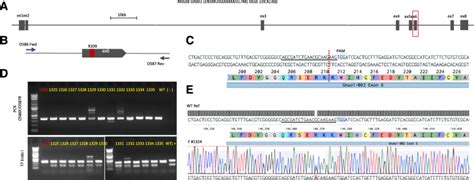 Targeting Of The Mouse Gnao1 Locus A Mouse Gnao1 Genomic Locus Exon