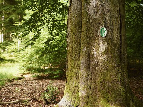 Antragstellung Zum Pefc Fördermodul