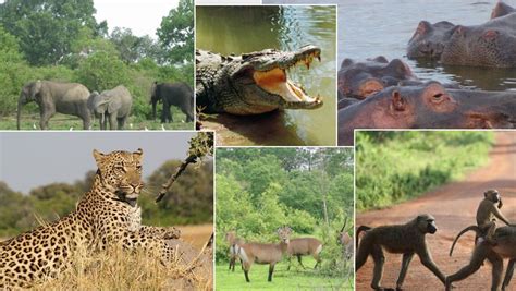 Did You Know That Ghana Has Many Natural Wildlife And National Parks To