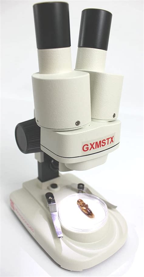 Stx Stereo Microscope By Gx Microscopes 20x Magnification Led