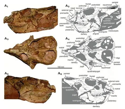 Protoceratops Legacy Of The First Horned Face Dinosaur