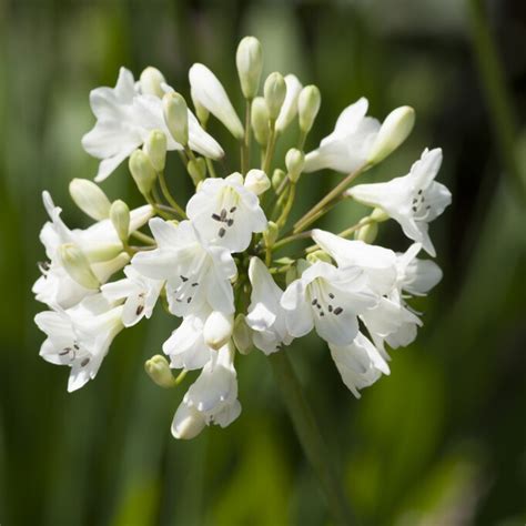 Agapanthus Africanus White Bulbs Boston Bulbs