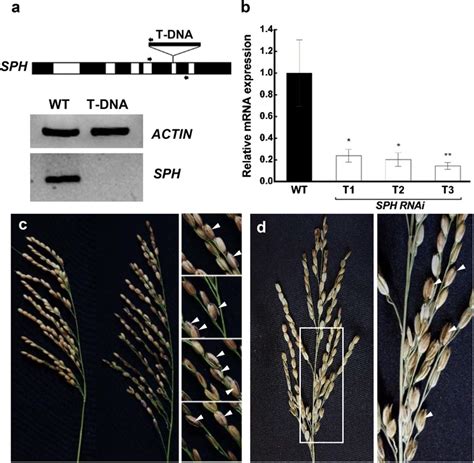 Phenotype And Expression Analysis Of Rnai And T Dna Transgenic Lines A Download Scientific