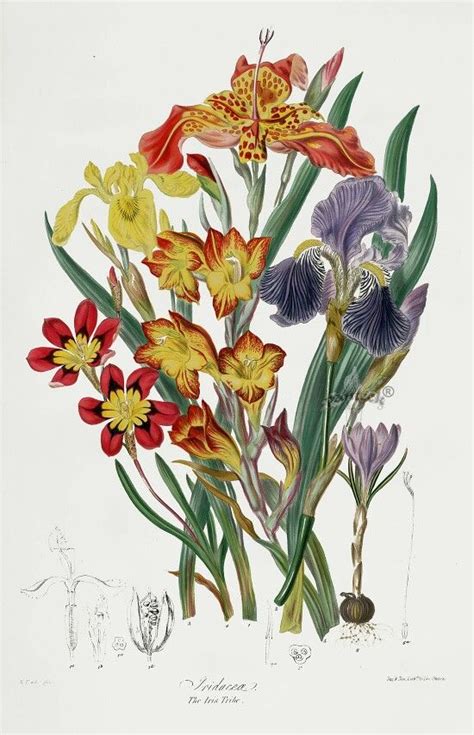 Elizabeth Twining Ilustración De Botánica Ilustracion Cientifica