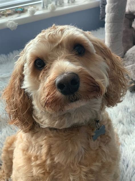 Honeypei Previous Cockapoo Puppies Uk