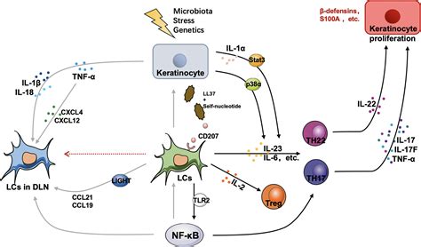 Langerhans Cells