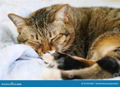 Lazy Cat Sleeping On Bed Stock Photo Image Of Lying 251931892