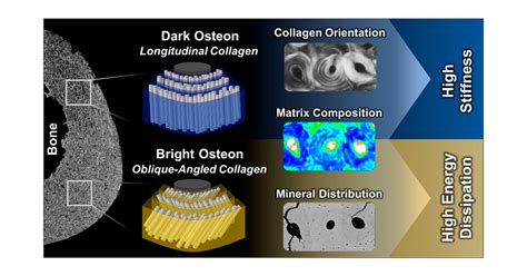 Bone Matrix Collagen
