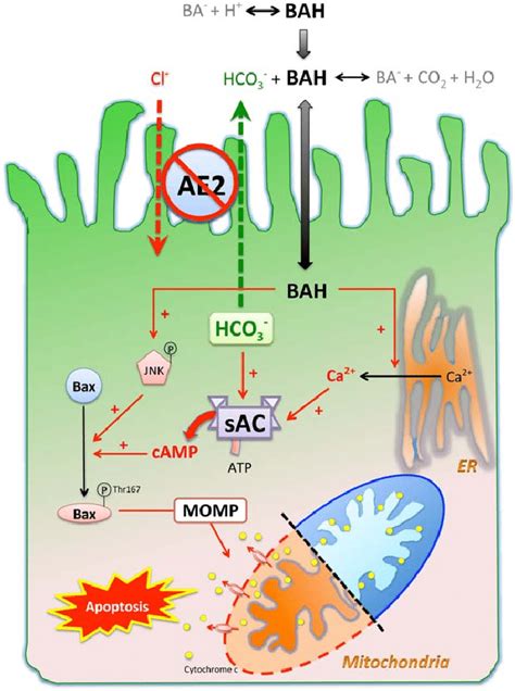 Working Hypothesis Of How Sac Is Involved In The Pathogenesis Of Pbc In