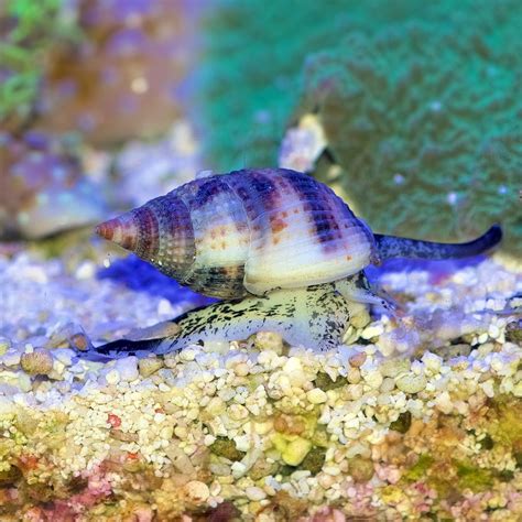 Nassarius Snail — Kraken Corals