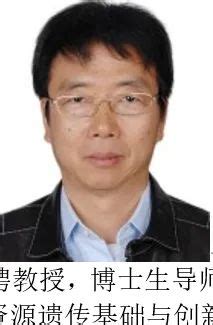 Imetaomics 浙大张天真组完成二倍体棉种泛基因组构建 Csdn博客