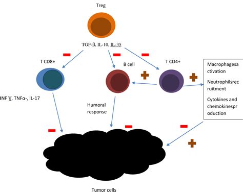 Monocyte Lymphocyte Ratio