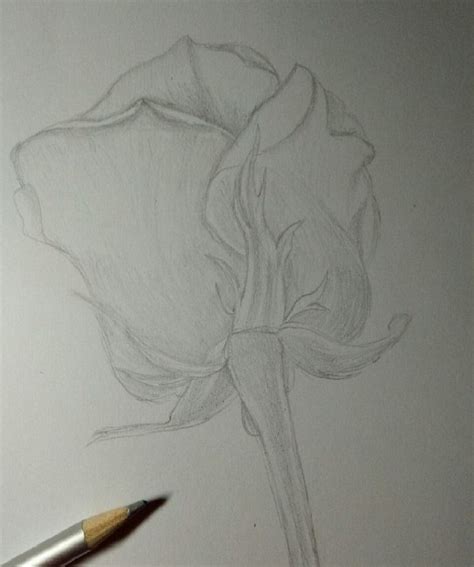 Как нарисовать розу карандашом