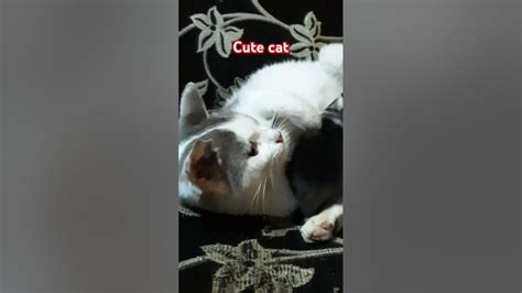 Cute Cet 2025 Youtube