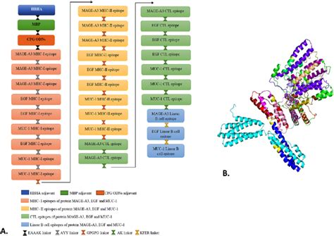 the final multiepitope peptide vaccine the schematic presentation of