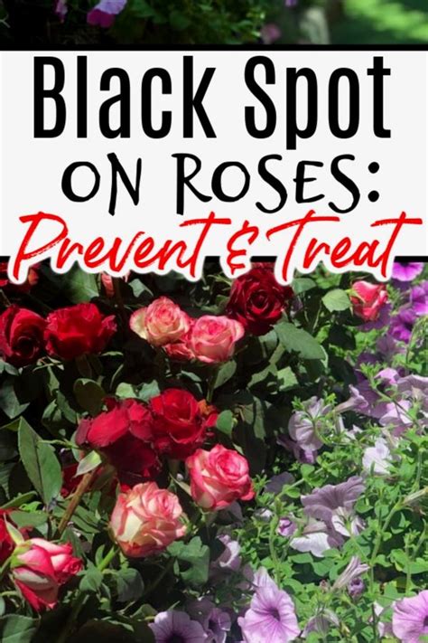 Black Spot On Roses Prevention Treatment Artofit