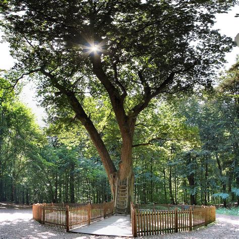 В какой стране находится дуб который имеет свой почтовый адрес — Музей фактов