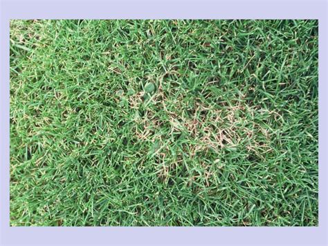 Болезни и вредители газонных трав презентация онлайн