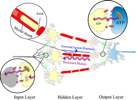Schematic Of A Simplified Network Of Neurons Trained By Backpropagation