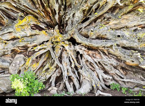 Root Ball Tree Hi Res Stock Photography And Images Alamy