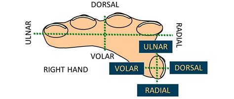 Volar Definition Anatomy