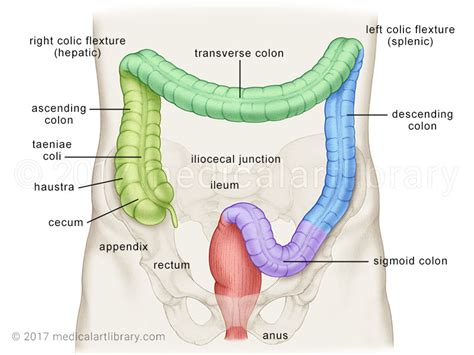 Colon Anatomy Medical Art Library