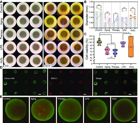 Application Of Array Imaging In Cerebral Organoid Disease Models A