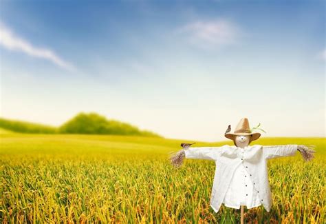 벼 이삭이 익어가는 가을 논과 들 허수아비와 참새 프리미엄 사진