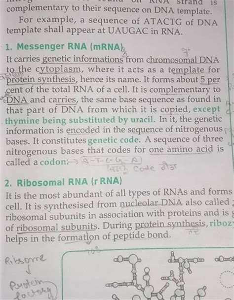 Complementary To Their Sequence On Dna Template For Example A Sequence