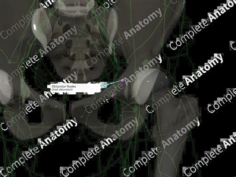 Obturator Nodes Right Complete Anatomy