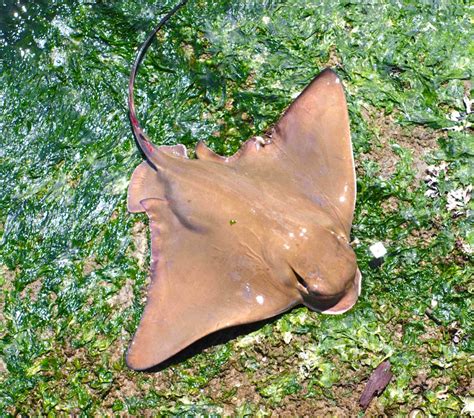 Everything You Need To Know About Bat Rayssting Rays