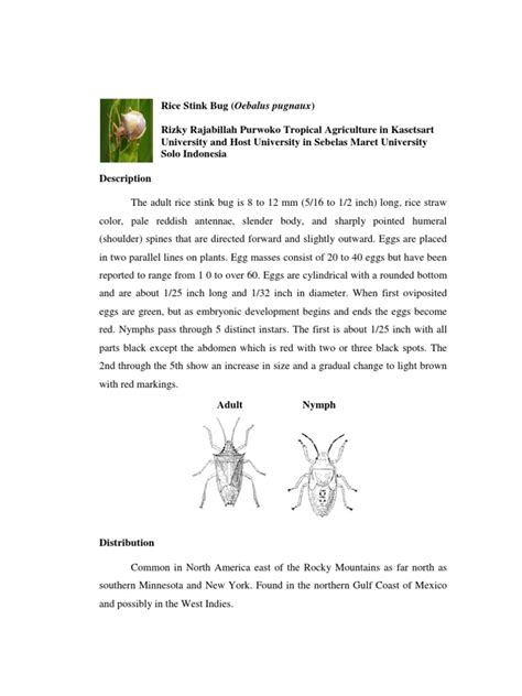 Rice Stink Bug Oebalus Pugnax Pdf Seed Rice