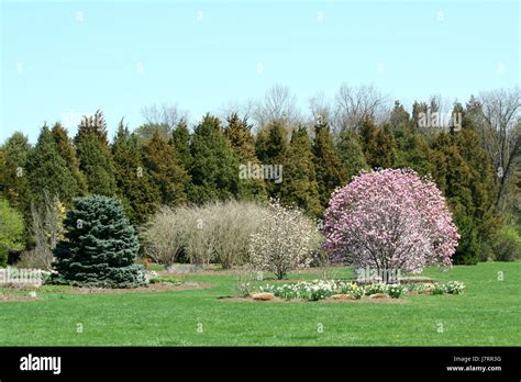 Blue Tree Trees Flower Plant Bloom Blossom Flourish Flourishing Flowers Spring Stock Photo Alamy