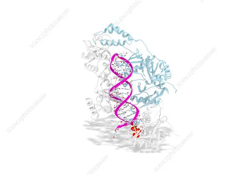 Hiv 1 Reverse Transcriptase And Drug Delivery Illustration Stock Image C0459927 Science
