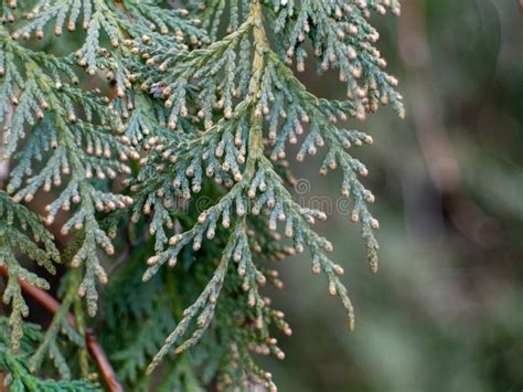 A Leafy Green Tree With Many Small Green Leaves Stock Image Image Of Green Wood