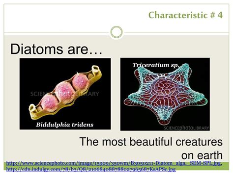 Ppt Diatoms Powerpoint Presentation Free Download Id2282180