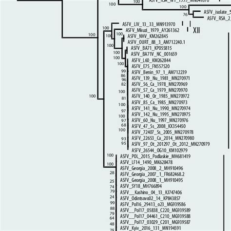 2 Phylogenetic Tree Of Nucleic Acid Sequences Of Asfv Whole Genome