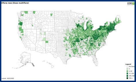 Invasive Plant Factsheet Multiflora Rose Integrated Pest Management