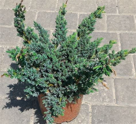 Можжевельник чешуйчатый Meyeri (Juniperus squamata Meyeri) — Азовский ...