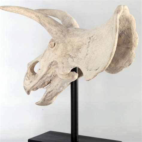 Triceratops Skull