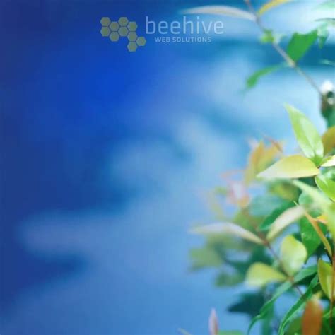 [video] beehive web solutions on linkedin webdesign ui ux